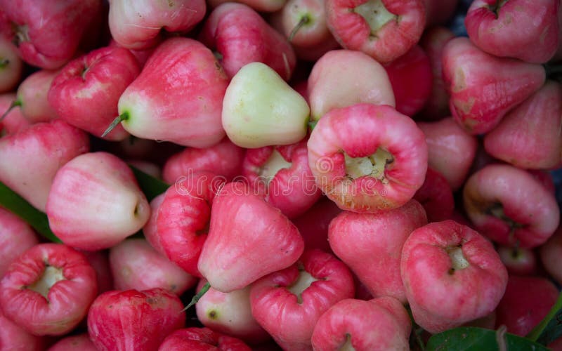 Jumbo Igualmente Conhecido Como a Neve Apple Foto de Stock - Imagem de ...