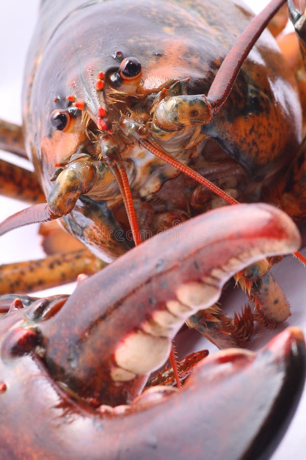 Jumbo Live American Lobster Close Up on the Head Stock Photo - Image of ...