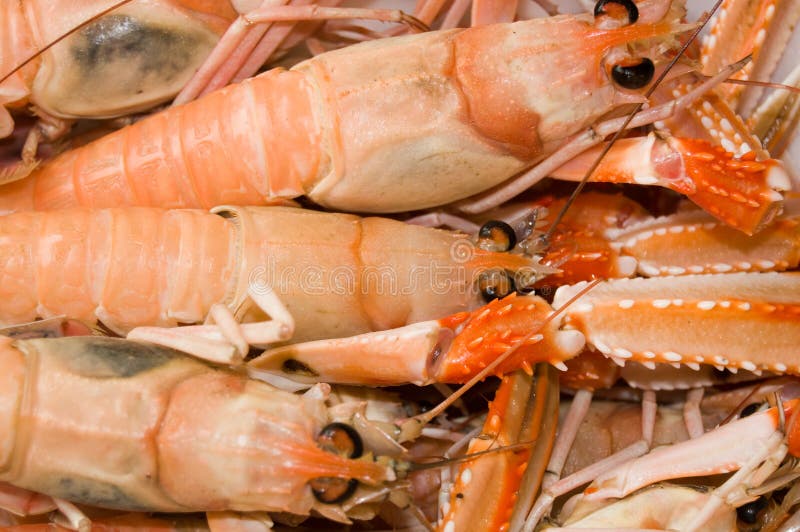 Jumbo shrimp stock image. Image of seafood, macro, fresh - 9568111