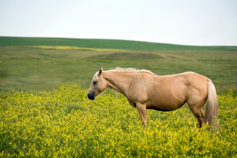 Jument de cheval quart image stock. Image du pré, prairies - 6711107