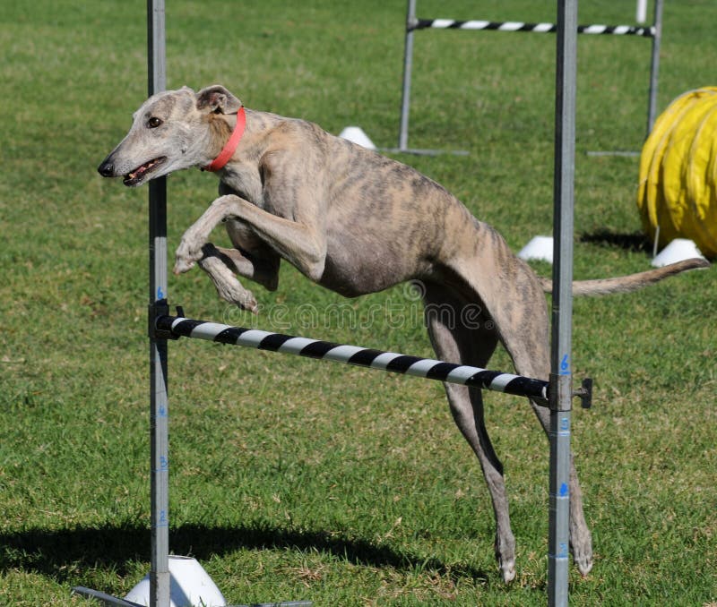 Jump stock photo. Image of focus, competition, drive, greyhound - 8845576