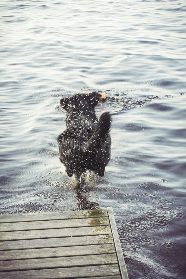 110 Black Lab Jumping Stock Photos - Free & Royalty-Free Stock Photos ...