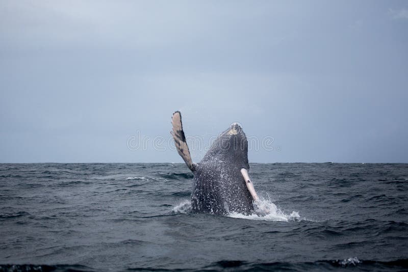Jump into the Sky. Jump Humpback Whale. Stock Photo - Image of mammals ...