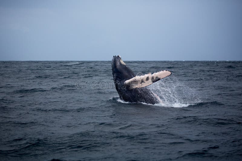 Jump into the Sky. Jump Humpback Whale. Stock Photo - Image of mammals ...