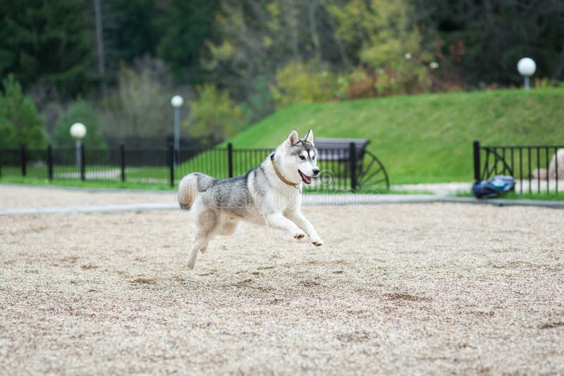 Jump of husky stock photo. Image of alaska, friendship - 45314268