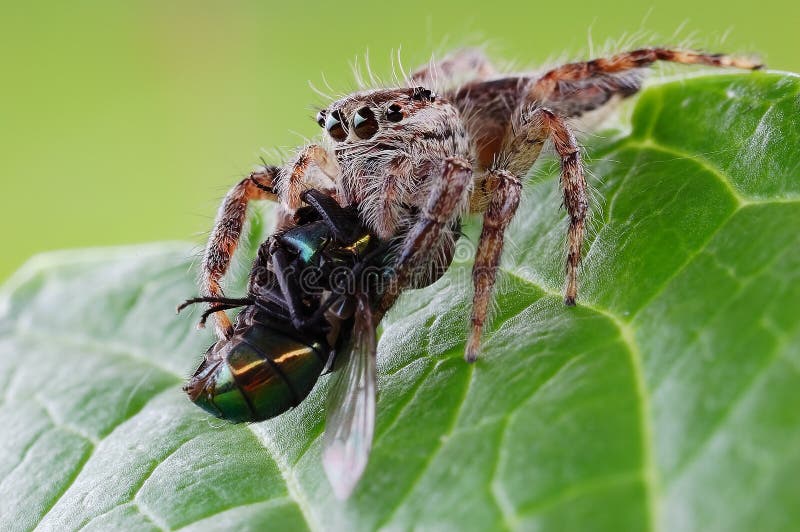 A jump Spider stock image. Image of insects, natural - 30253427