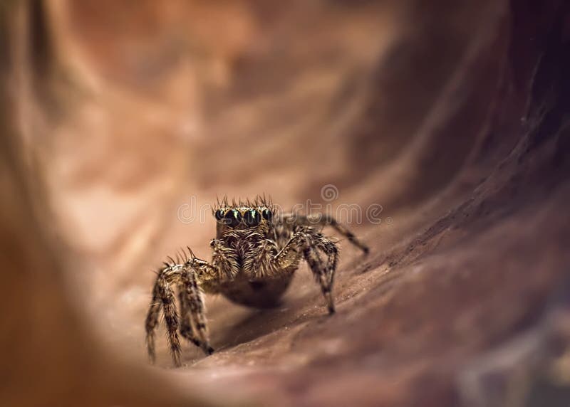 The Jump Spider Discover for Exit of Tunnel Stock Image - Image of ...