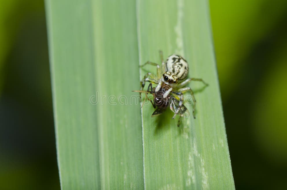 Jump spider eat bee stock image. Image of garden, wild - 20490611