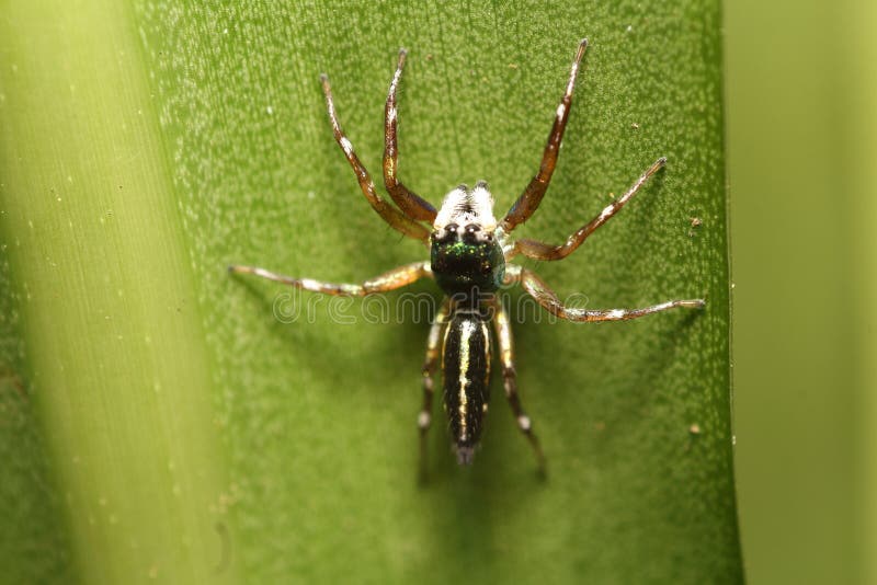 Jump Spider in Thailand Forest Stock Photo - Image of close, sider ...