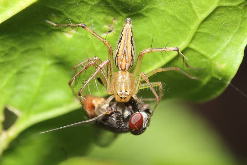 Jump Spider in Thailand Forest Stock Photo - Image of monster, green ...