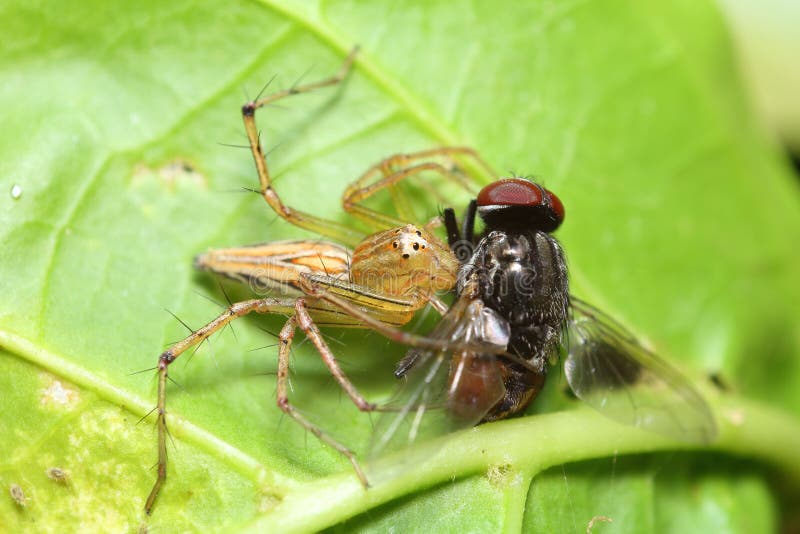 Jump Spider in Thailand Forest Stock Image - Image of prey ...