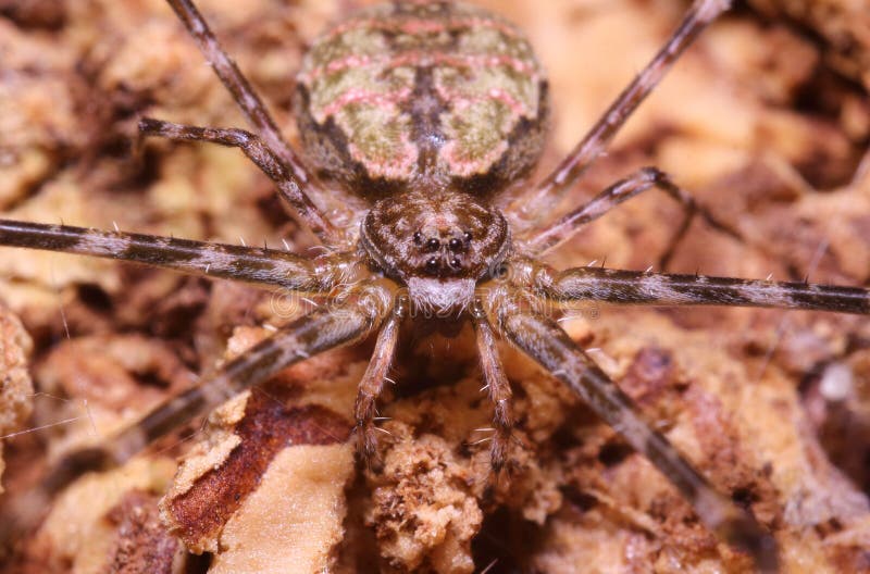 Jump spider stock image. Image of plant, vermin, green - 63553059