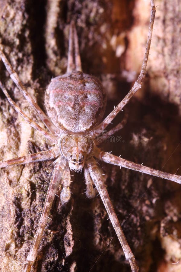 Jump spider stock photo. Image of park, small, vermin - 63553314