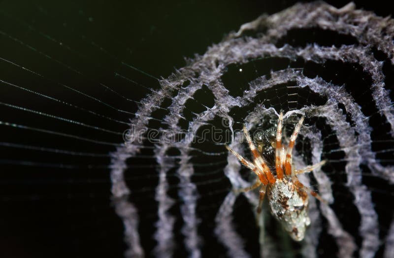 Jump spider stock photo. Image of saltigrade, arachnid - 63554560