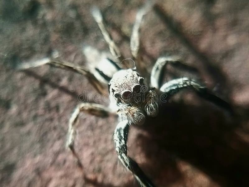 Jump spider stock photo. Image of long, jump, spider - 312131804