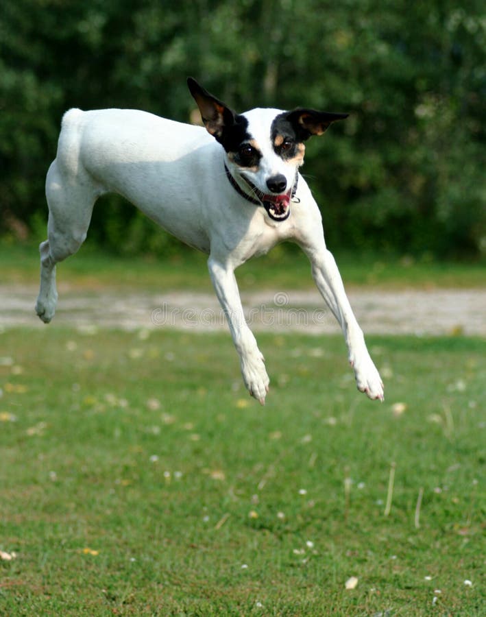 Jumpin Jack stock image. Image of energy, animal, jumping - 1273299