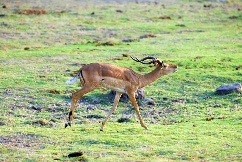 Antelope Jumping. Very Dynamic Shot. Botswana. Okavango Delta Stock ...