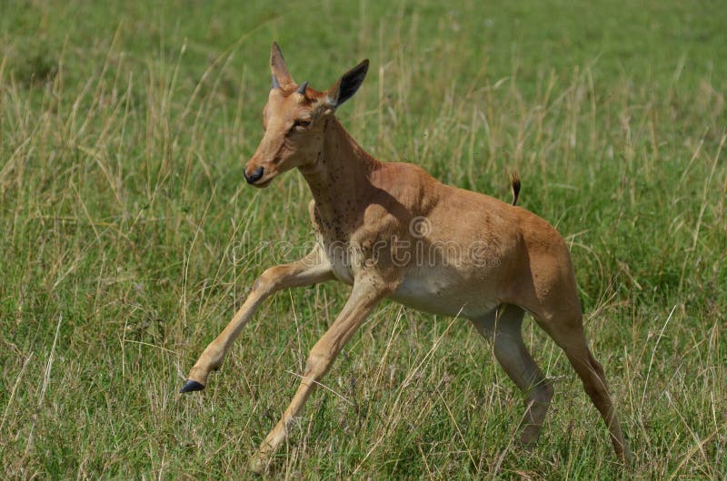 Jumping antelope 2 stock photo. Image of white, jump, bushes - 7245922