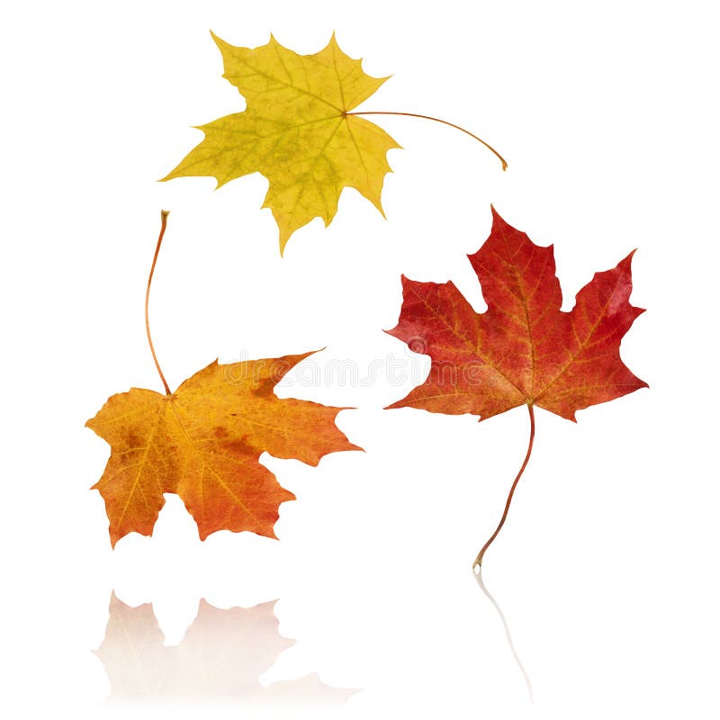 Jumping Autumn Leaves stock photo. Image of movement - 45532740