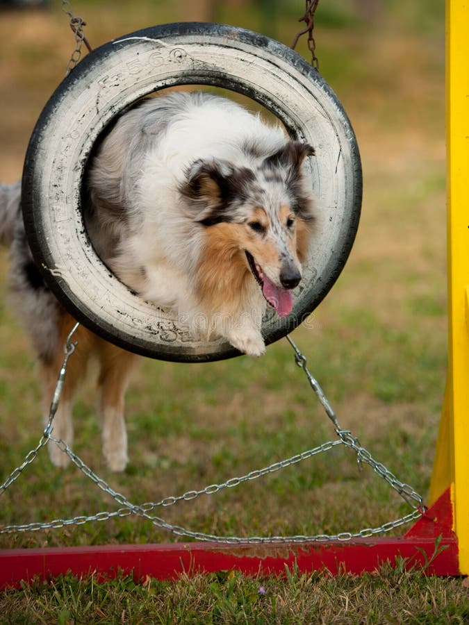Jumping Border Collie on Agility Course Stock Photo - Image of ...