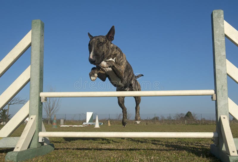 Jumping fox terrier stock photo. Image of terrier, cute - 1827604
