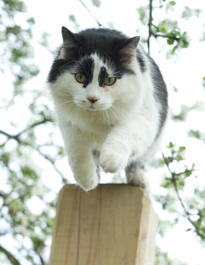 Jumping cat stock photo. Image of black, flying, nero - 2465202