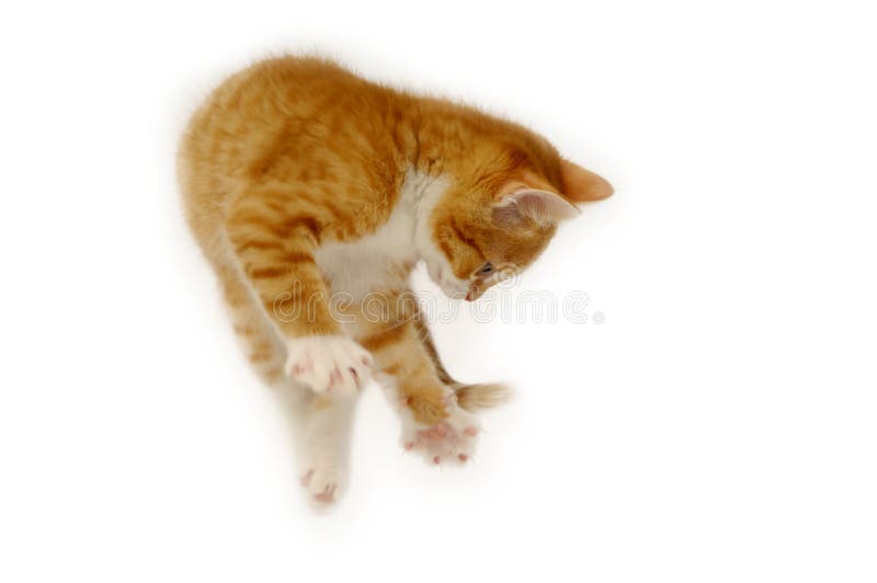 Jumping cat stock image. Image of small, fauna, kitten - 2993719