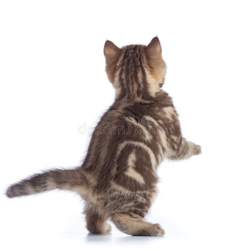 Rear View of Tabby-cat on White Stock Image - Image of animal, pedigree ...
