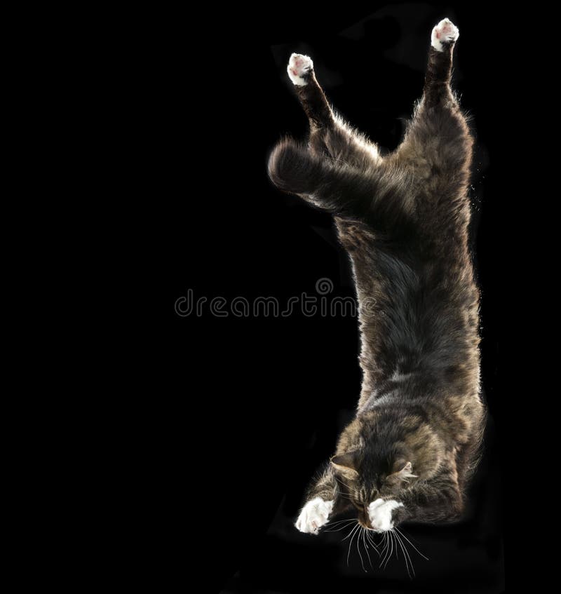 277 Airborne Cat Stock Photos - Free & Royalty-Free Stock Photos from ...