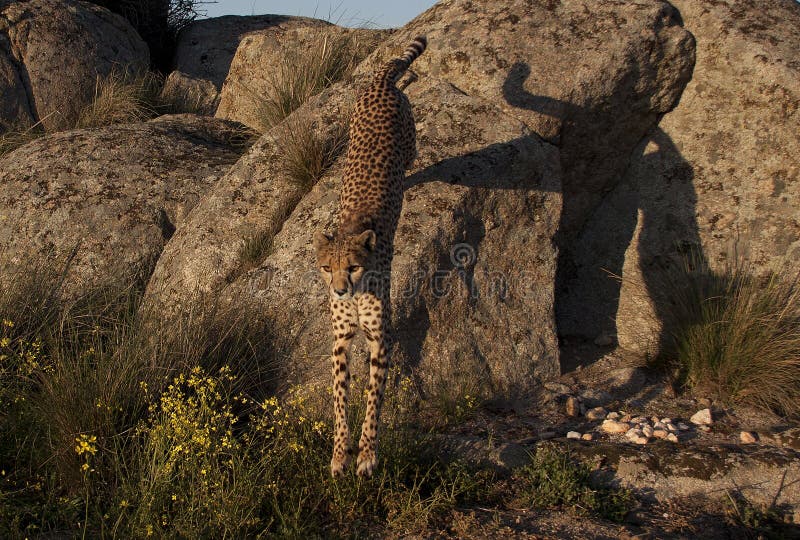 Jumping cheetah stock image. Image of relationship, sister - 16152819