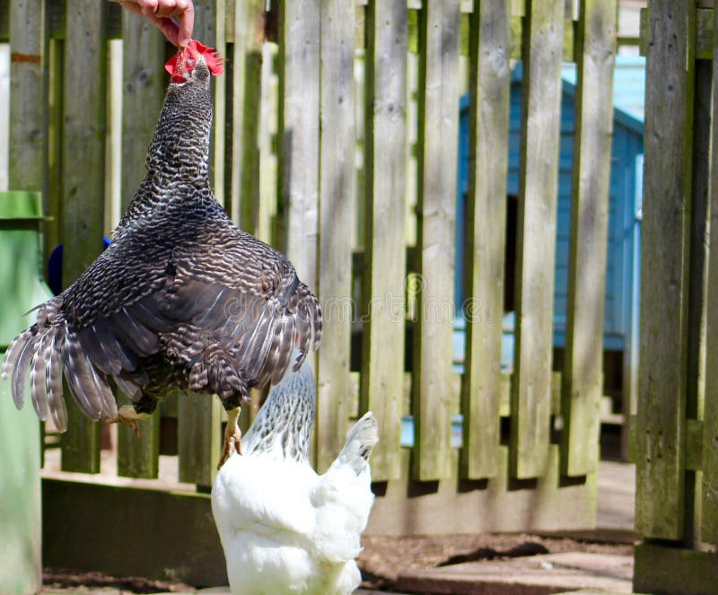 Jumping Feeding Chicken stock photo. Image of speckled - 53789844