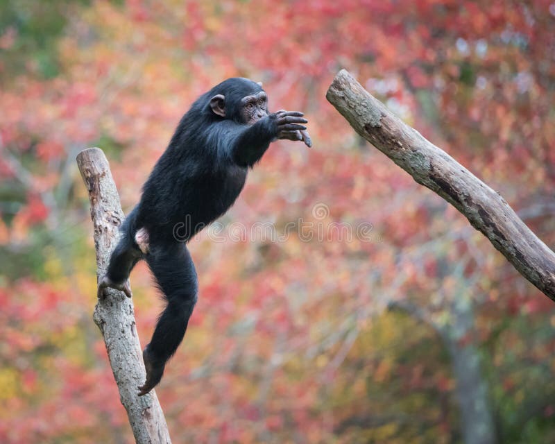 Jumping Chimp stock image. Image of primate, animal, massachusetts ...