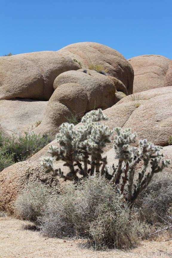 Jumping Cholla stock photo. Image of region, rocky, cacti - 26084196
