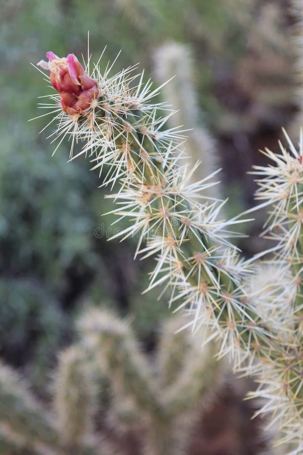 Jumping Cholla Cactus in Bloom Stock Image - Image of desert, cholla ...