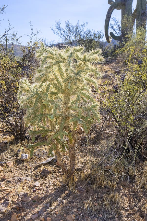 Jumping Cholla stock image. Image of cactus, land, mexican - 26084223