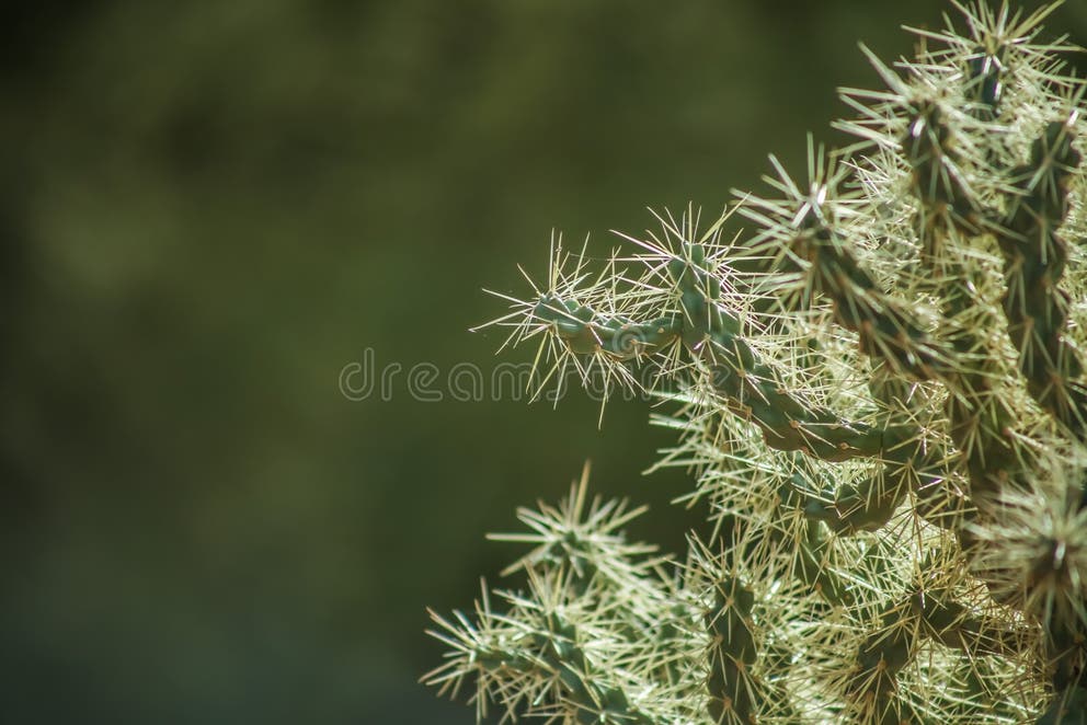 Jumping Cholla stock image. Image of chain, spine, natural - 259009573