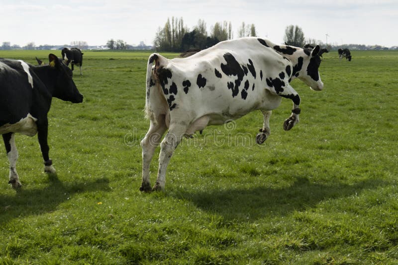 Jumping cow in the meadow stock photo. Image of dancing - 90741580