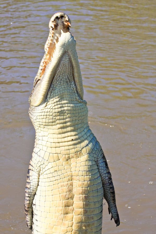 Wild Jumping Saltwater Crocodile, Australia Stock Image - Image of ...