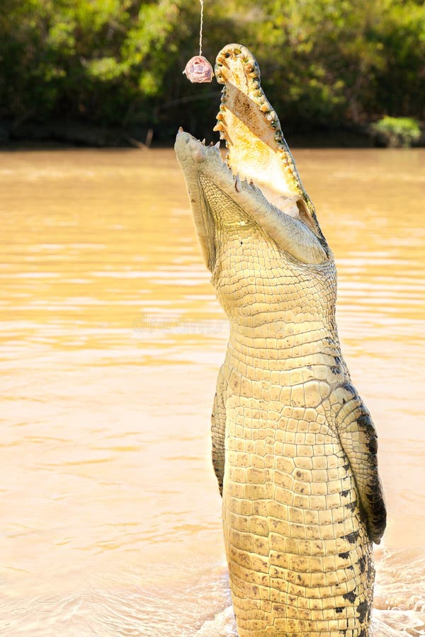 5+ Croc jumping Free Stock Photos - StockFreeImages