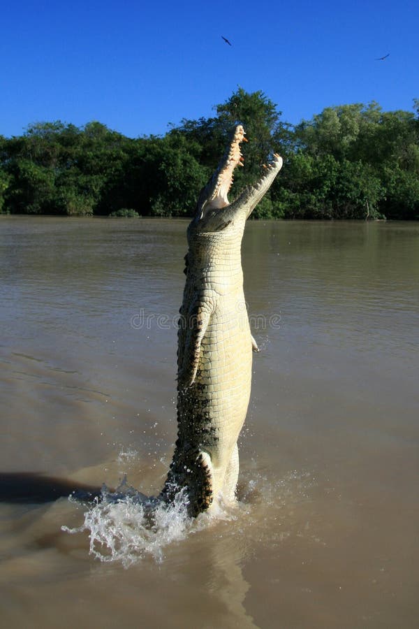 5+ Croc jumping Free Stock Photos - StockFreeImages