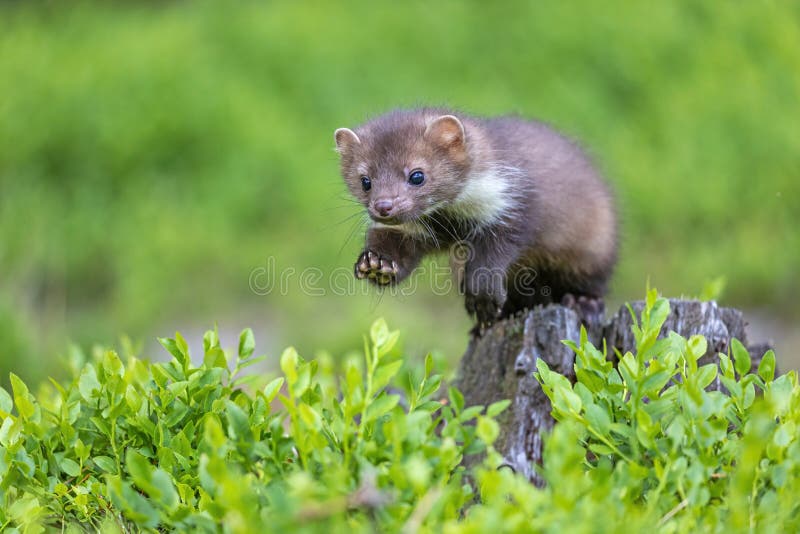 Jumping Cute Young Marten Closeup Stock Image - Image of summer ...