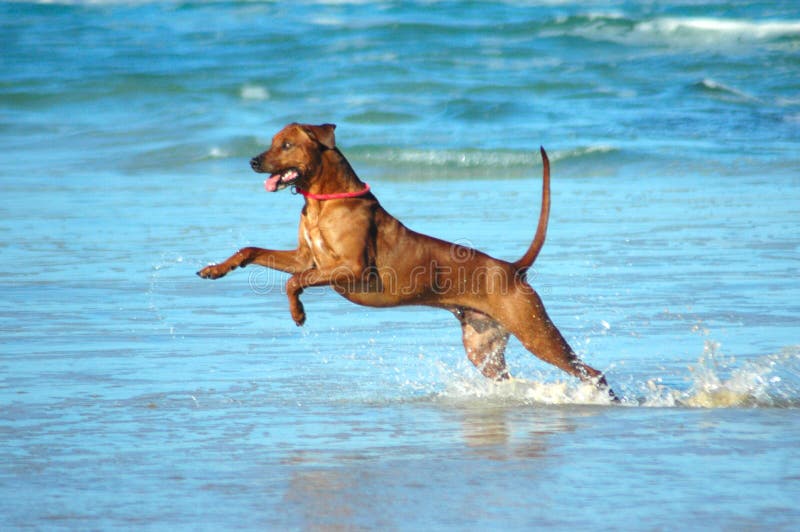 Jumping dog stock image. Image of africa, health, face - 2920229
