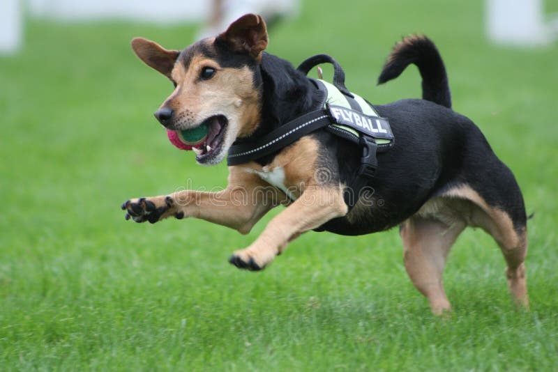 Jumping dog stock image. Image of flyball, gras, animal - 36068355