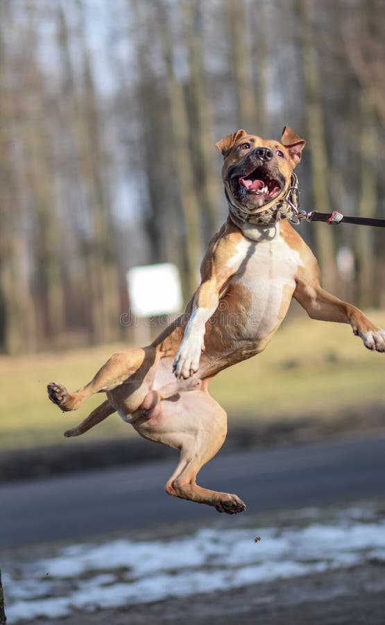 Jumping dog stock image. Image of trainer, jumping, waiting - 86611501