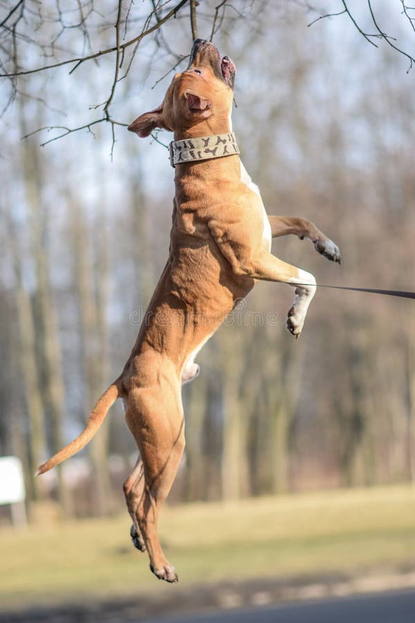 Jumping dog stock image. Image of happy, train, muscles - 86611547