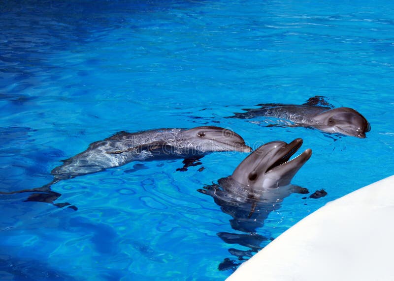 Dolphins in the pool stock image. Image of happy, blue - 12124821