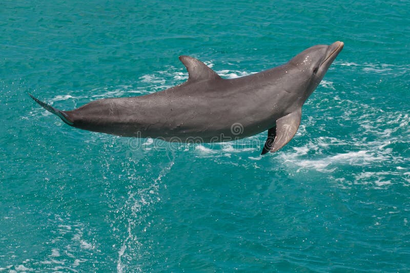 Jumping Dolphin stock photo. Image of antillen, sightseeing - 21713998