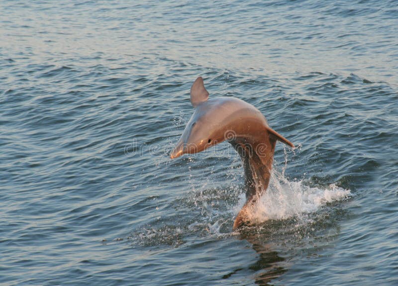 Jumping Dolphin Picture. Image: 2764407