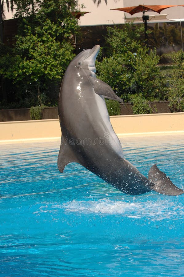 Jumping Dolphin stock image. Image of playful, mammal - 2961205