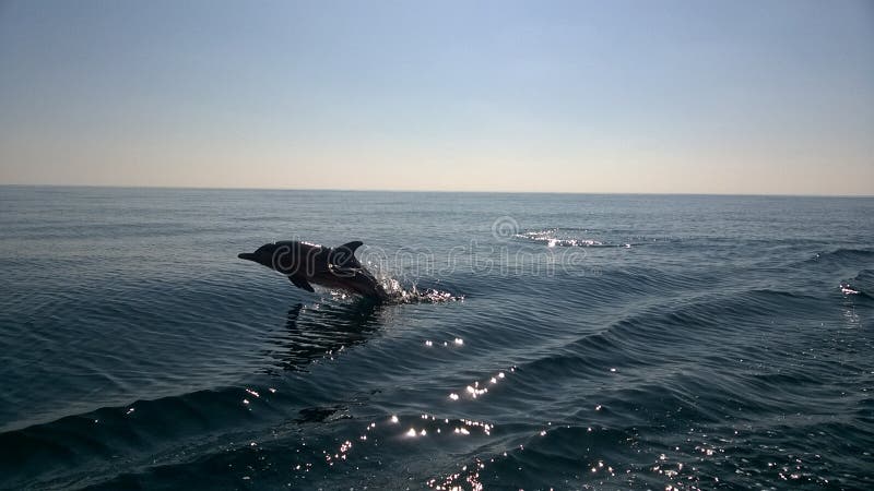 46,081 Dolphin Stock Photos - Free & Royalty-Free Stock Photos from ...